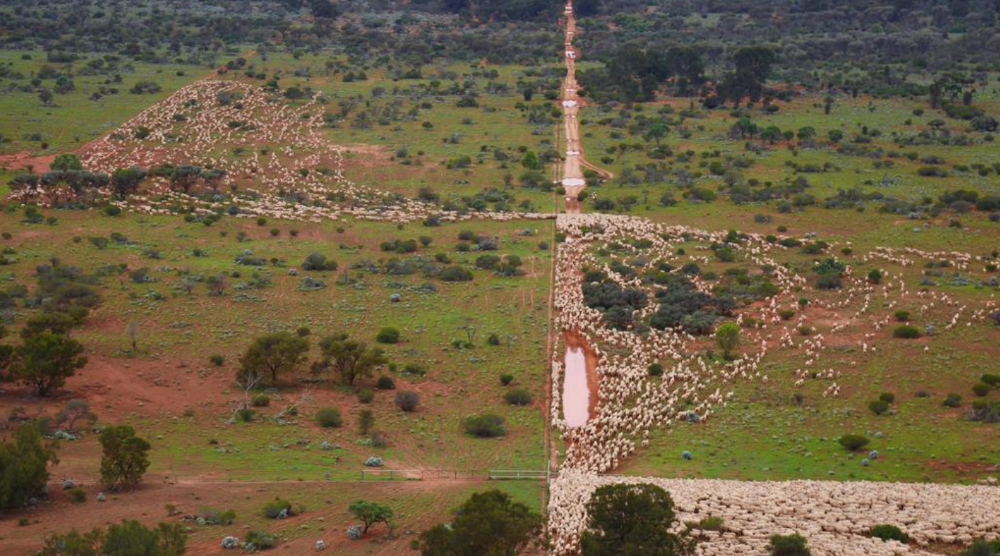 Australia’s biggest sheep station sold in massive deal-UK buyers make bold move